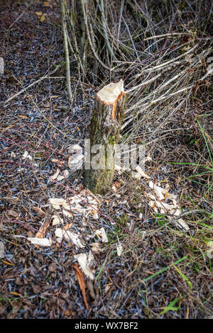Tree damaged by beaver Stock Photo - Alamy