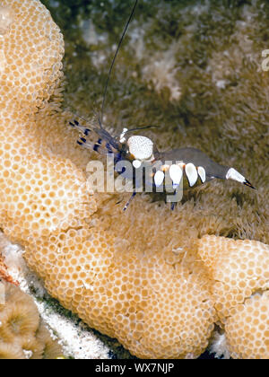 Peacocktail Anemone Shrimp Stock Photo - Alamy