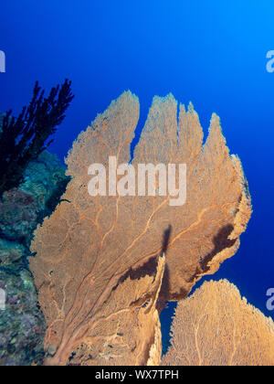Giant sea fan (Annella gorgonian fan coral (Subergorgia mollis ...