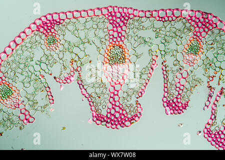 Marram grass leaf cross section 200x Stock Photo - Alamy