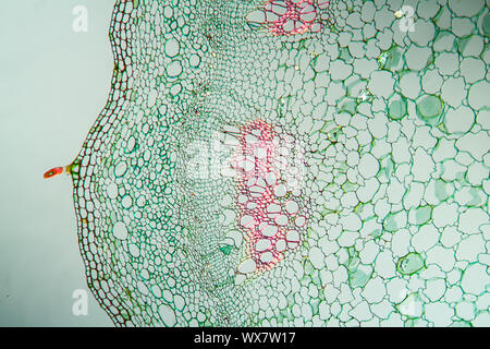 Stinging nettle stem cross section 100x Stock Photo - Alamy
