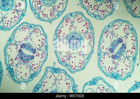 Daisy flower cross section 100x Stock Photo - Alamy