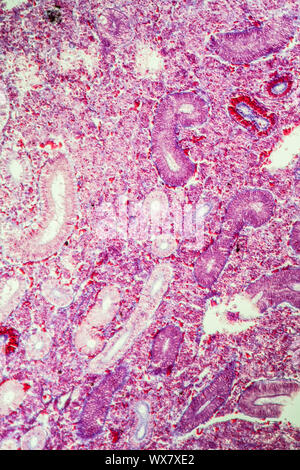 Pike kidney cross section 100x Stock Photo - Alamy