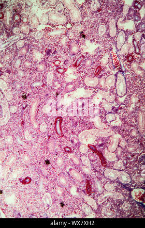 Pike kidney cross section 100x Stock Photo - Alamy
