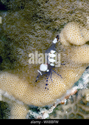 Peacocktail Anemone Shrimp Stock Photo - Alamy