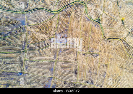 Rice fields after the autumn harvest Stock Photo - Alamy