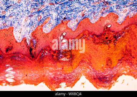 Skin under the microscope 100x Stock Photo - Alamy