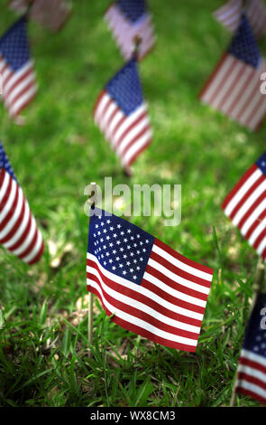 Group of American flags in green grass Stock Photo - Alamy