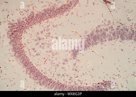 Mouse brain tissue under the microscope 100x Stock Photo - Alamy