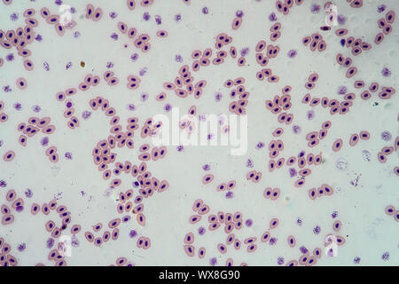 frog blood blood cells with cell nuclei 200x Stock Photo - Alamy