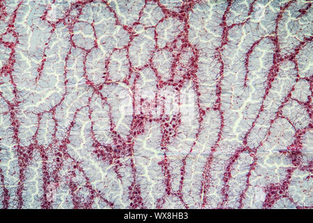 Vineyard snail protein gland 100x Stock Photo - Alamy