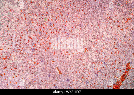 Kidney chicken tissue under the microscope 100x Stock Photo - Alamy