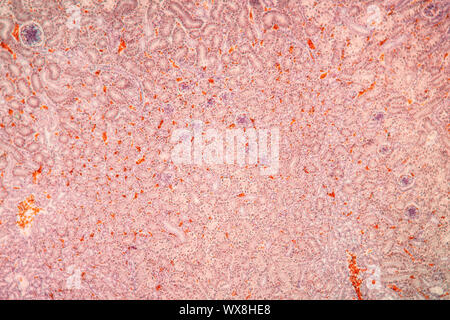 Kidney chicken tissue under the microscope 100x Stock Photo - Alamy