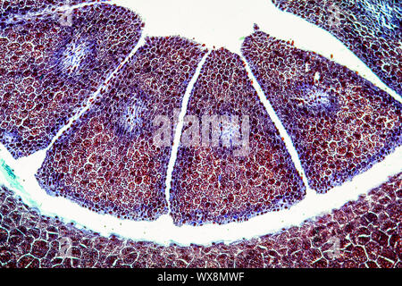 pine embryo with endosperm across 100x Stock Photo - Alamy