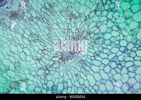 Apple pulp under the microscope 100x Stock Photo - Alamy