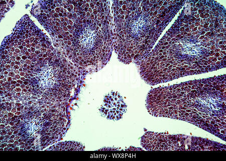 pine embryo with endosperm across 100x Stock Photo - Alamy