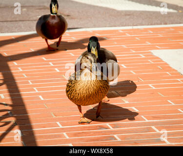 ducks in single file Stock Photo - Alamy