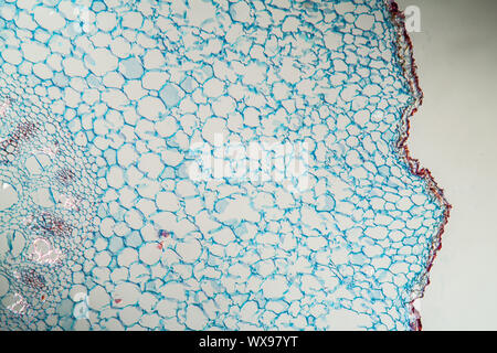 Philodendron aerial root across 100x Stock Photo - Alamy