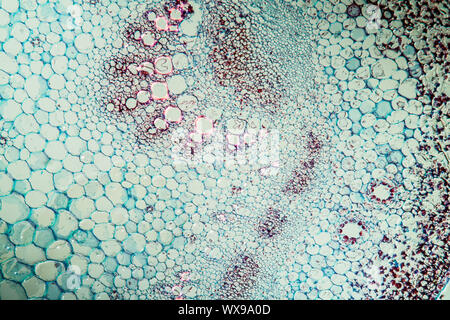 Sunflower trunk across 100x Stock Photo - Alamy