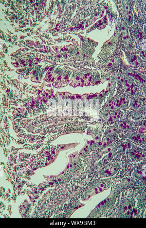 Small intestine pig across 100x Stock Photo - Alamy
