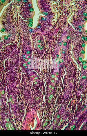 Small intestine pig across 100x Stock Photo - Alamy
