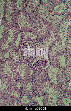 Kidney pig cross section of the kidney 100x Stock Photo - Alamy