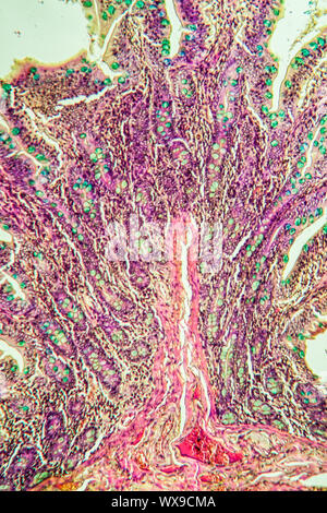 Small intestine pig across 100x Stock Photo - Alamy