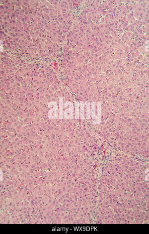 Pork liver tissue cut 100x Stock Photo - Alamy