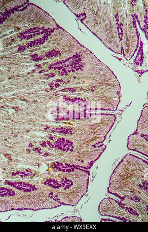 Cross-section through the intestine with glands 100x Stock Photo - Alamy