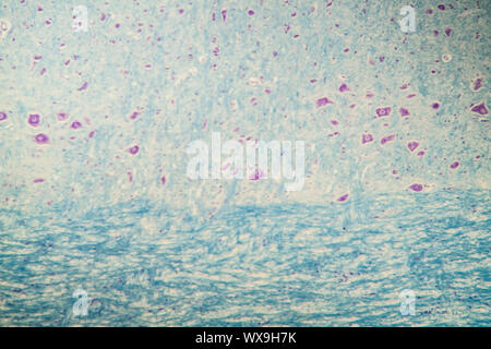 Rat nerve cells under the microscope 200x Stock Photo - Alamy