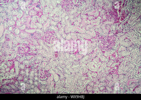 Kidney cortex under the microscope 100x Stock Photo - Alamy