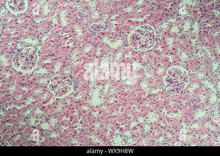 Rat kidney bark under the microscope 100x Stock Photo - Alamy