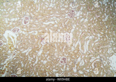 Rat kidney bark under the microscope 100x Stock Photo - Alamy