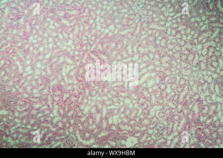 Rat kidney bark under the microscope 100x Stock Photo - Alamy