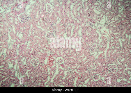 Rat kidney bark under the microscope 100x Stock Photo - Alamy