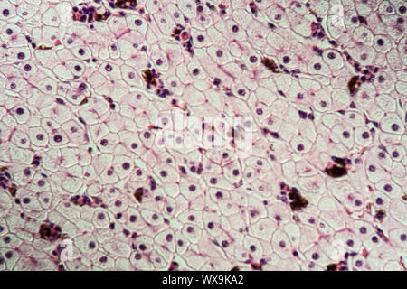 Axolotl liver cells 200x Stock Photo - Alamy