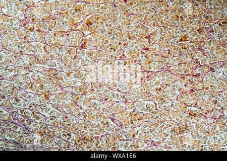 Pituitary pituitary gland under the microscope 100x Stock Photo - Alamy