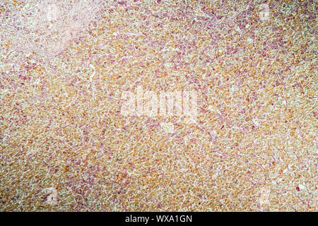 Pituitary pituitary gland under the microscope 100x Stock Photo - Alamy