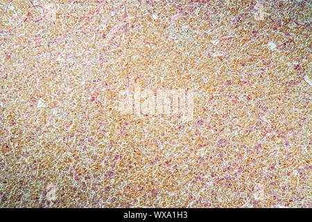 Pituitary pituitary gland under the microscope 100x Stock Photo - Alamy