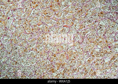 pituitary gland under the microscope Stock Photo - Alamy