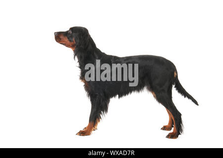 gordon Setter in show stand isolated over white background Stock Photo ...