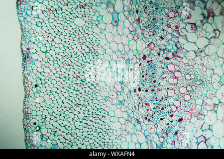 Grapevine branch in cross section 100x Stock Photo - Alamy