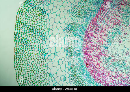 Mint stem cross section 100x Stock Photo - Alamy