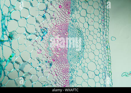 Mint stem cross section 100x Stock Photo - Alamy