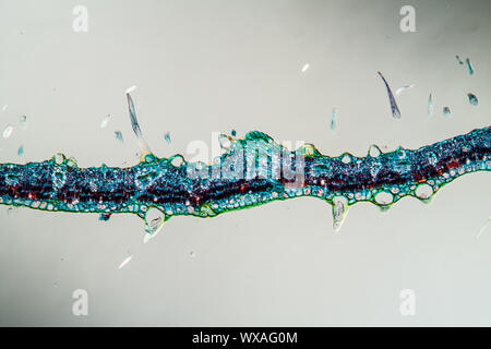 Fig- Cross section Stock Photo - Alamy