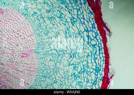 Daphne root, cross section 100x Stock Photo - Alamy