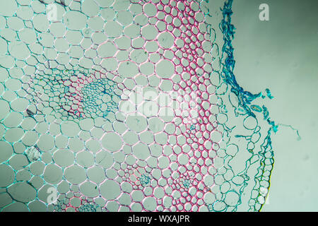 Cross section of lily with stem 100x Stock Photo - Alamy