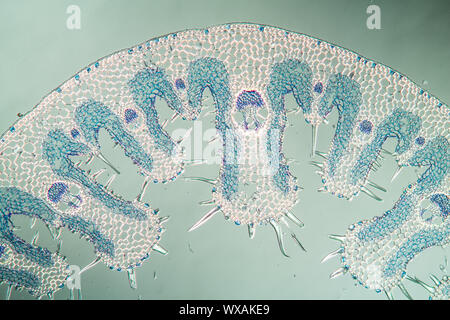 Marram grass leaf cross section 200x Stock Photo - Alamy