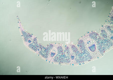 Marram grass leaf cross section 200x Stock Photo - Alamy