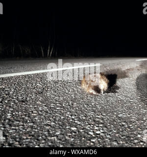 This muskrat (water rodent) is hit by a car at night when the animal ...